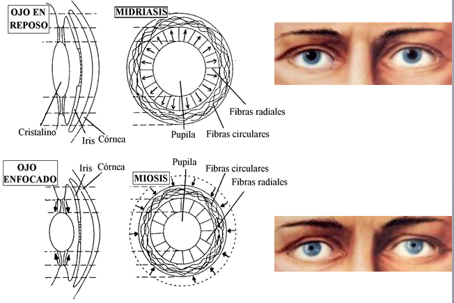 Ciencias Biológicas- 2º Año C.B.