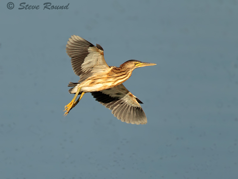 Steve Round Wildlife Photography: Little Bitterns from France