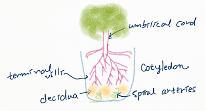 Placenta Looks Like a Tree