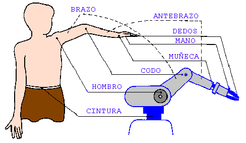 Robótica y mecatrónica: ESTRUCTURA DE UN ROBOT INDUSTRIAL