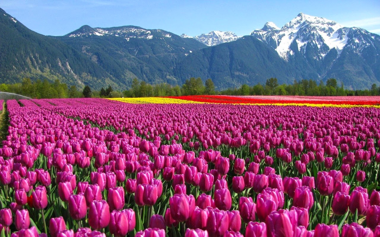 Wallpaper beautiful tulip fields | Gallery Wallpaper HD