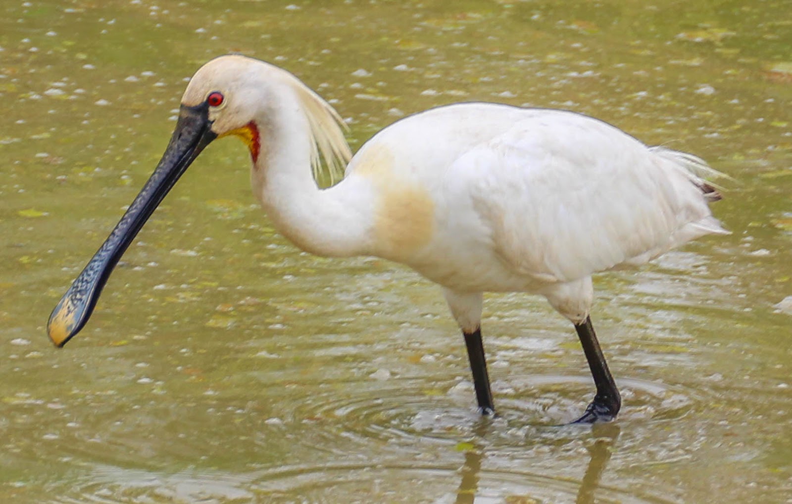 Cannundrums: Eurasian Spoonbill