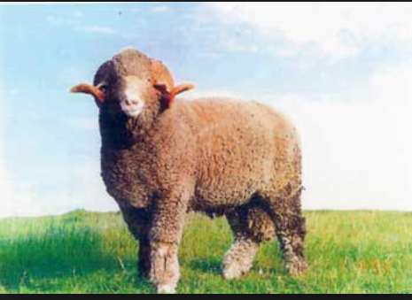 Domba Rambouillet: Sejarah, Standar, Fakta - Peternakan Firstanipo