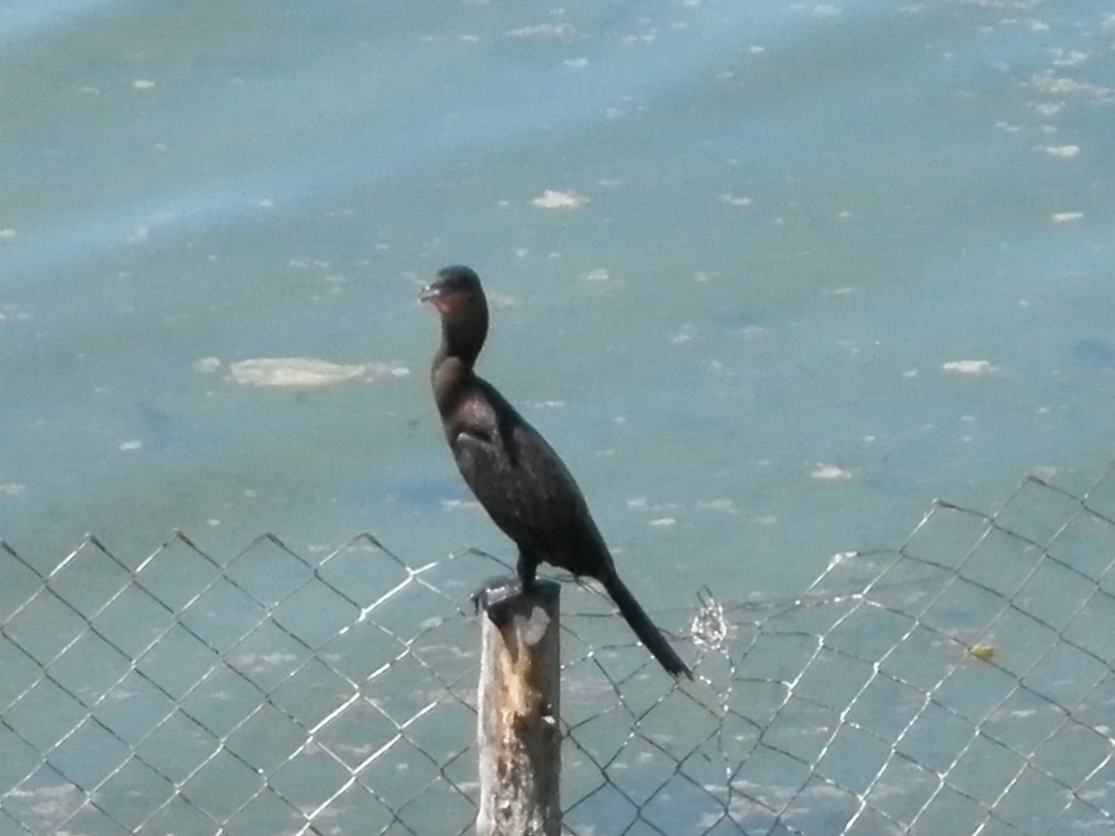 YAX BE´J: Fauna del Lago Peten Itzá-