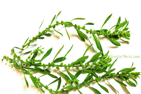 Benefícios da Erva-de-santa-maria | Terapia Verde
