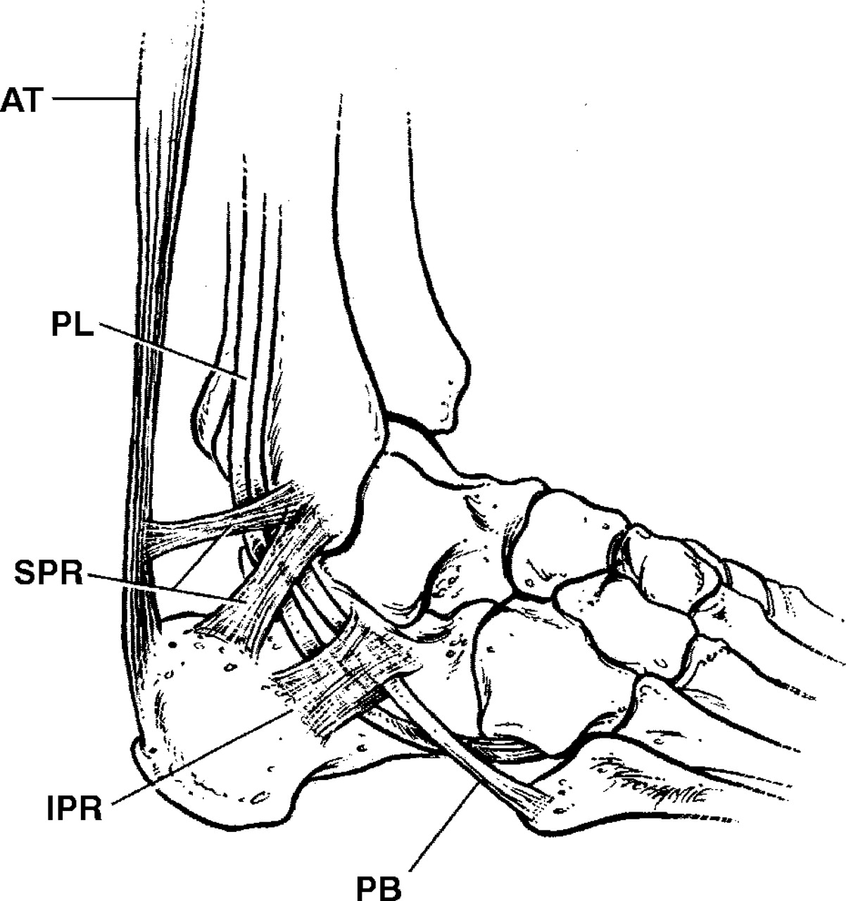 Division One: The Mitosis of Science & Sport: Ankle Injuries