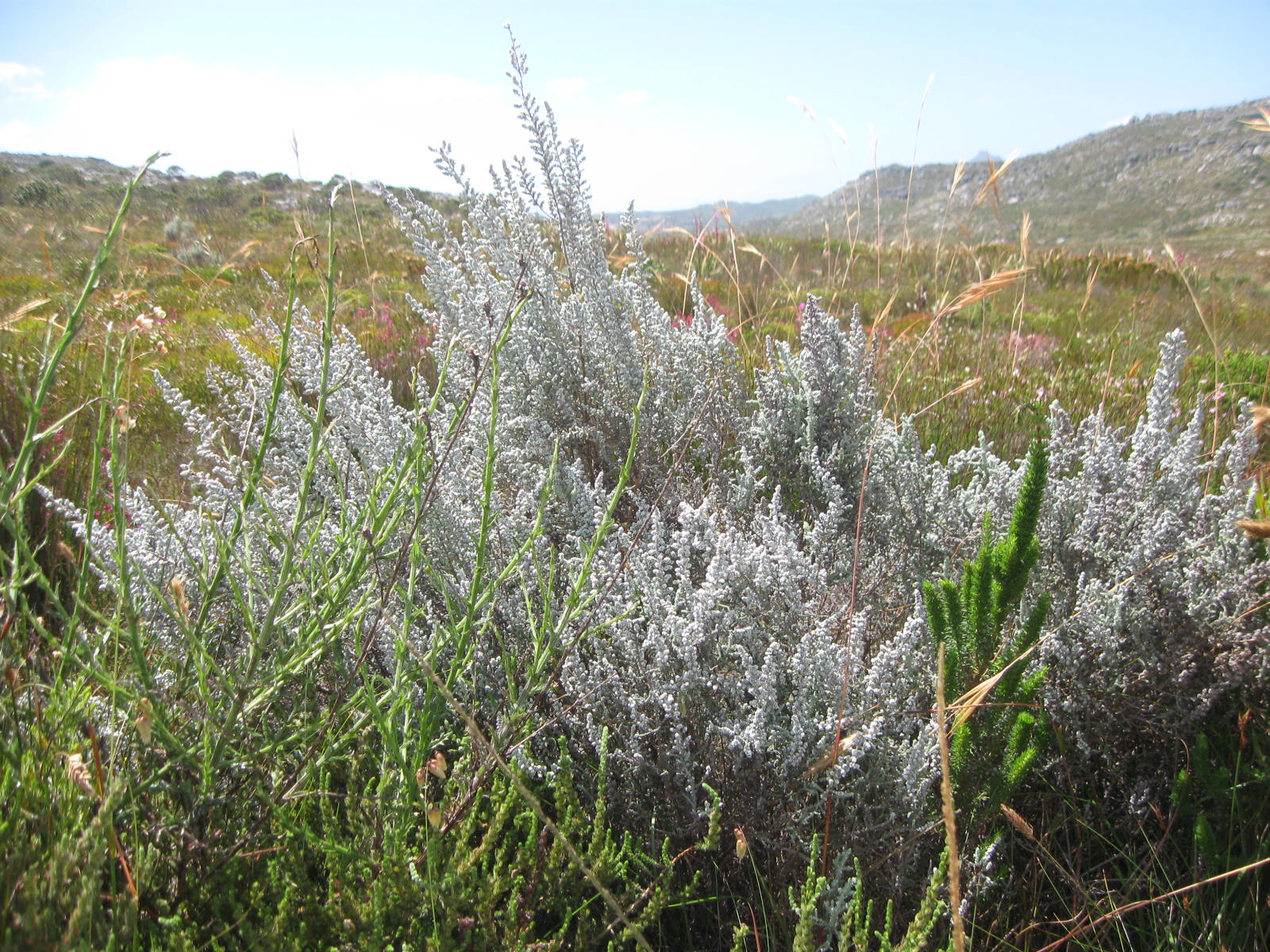 Walkies on Table Mountain: Footing