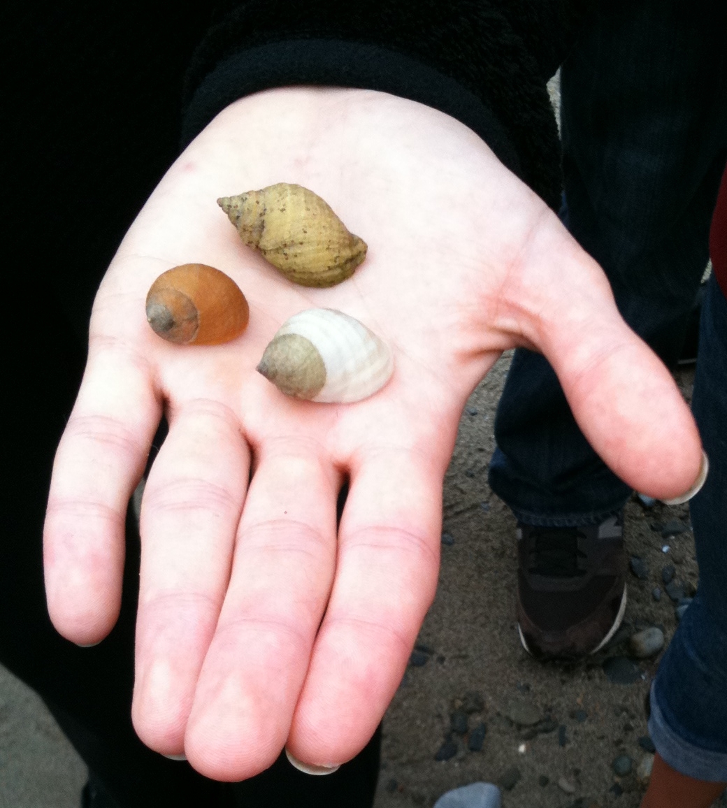 From Snails to Whales: Snails and Lovells Island