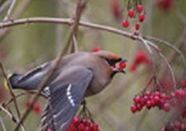 Reproduksi pada Tumbuhan dan Hewan ~ Sigma Cerdas