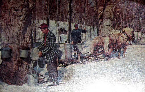 Damn Yak Dry Goods Co.: Maple Syrup Season.