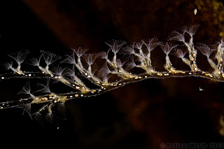 Goldfish Garage: A Two Car Fishroom: Plumatella bryozoan
