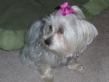 Silver Morkie