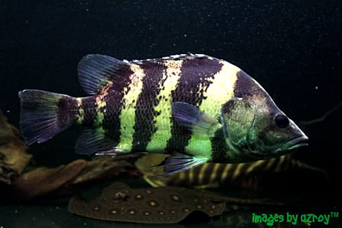 Jenis Ikan Datnoid alias Tigerfish