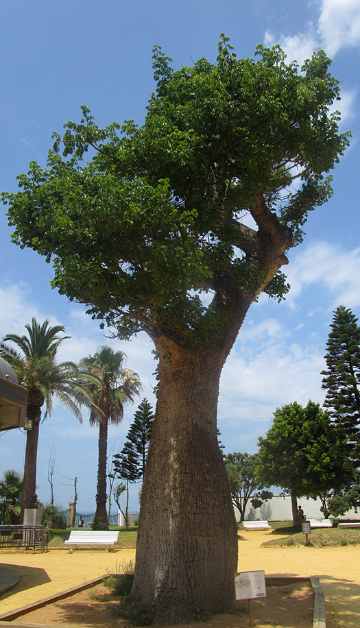 Cádiz: One Last Look – Moving with Mitchell