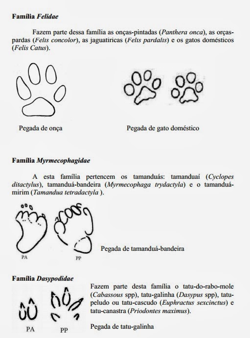 Como identificar as pegadas dos diversos tipos de animais | BLOG DO ...
