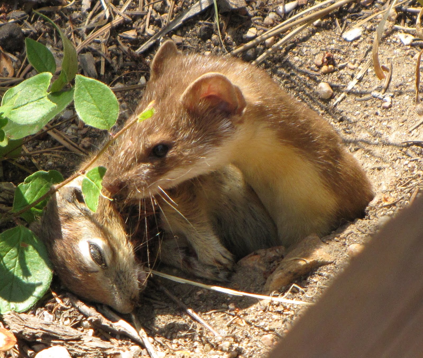 Sense of Misplaced: Nature, red in tooth and claw