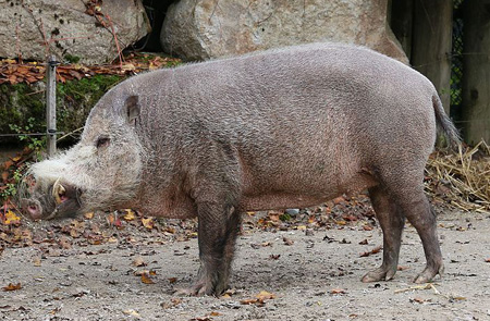 Synapsida: The Pig Family: Wild Pigs of Indonesia