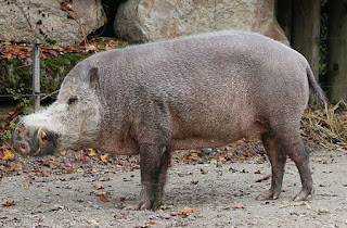 Synapsida: The Pig Family: Wild Pigs of Indonesia