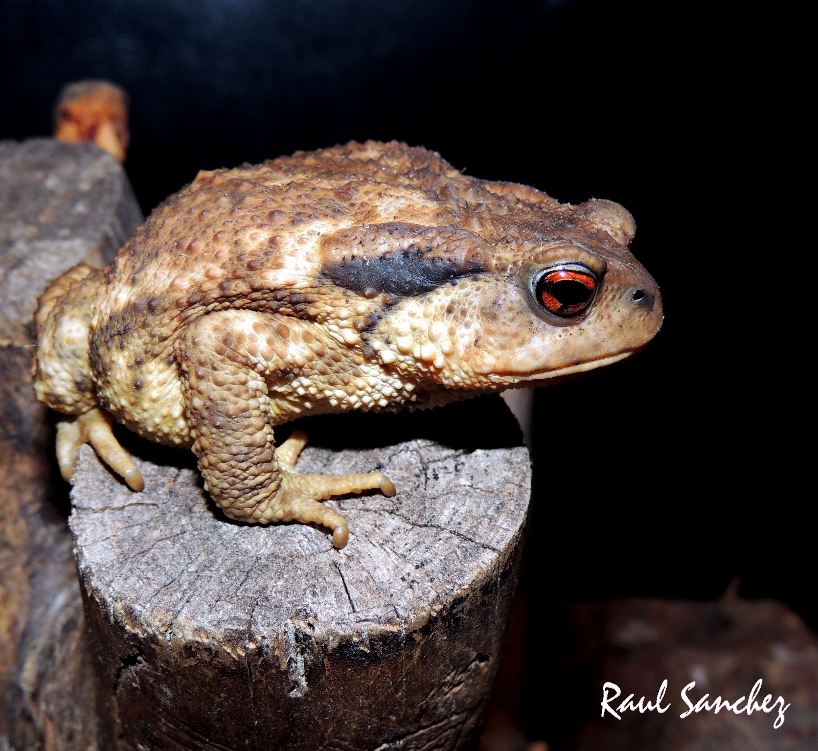 Naturaleza Viva : Los Sapos ,anuros (Anura ) Sapo ,comun