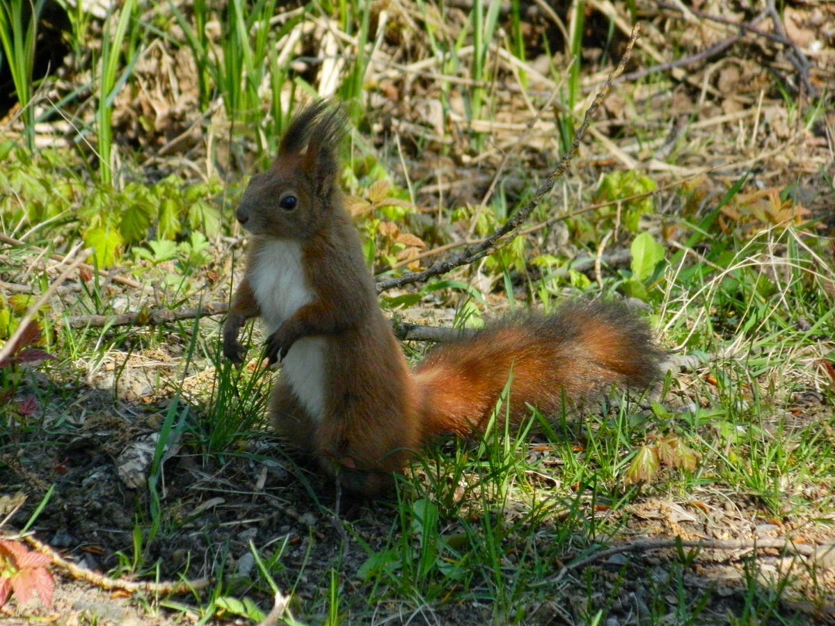 LA MULTI ANI, ROMANIA!: Veverita