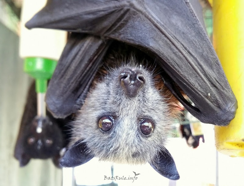 Rehab | Megabats in care, Flying-fox, Fruit bat