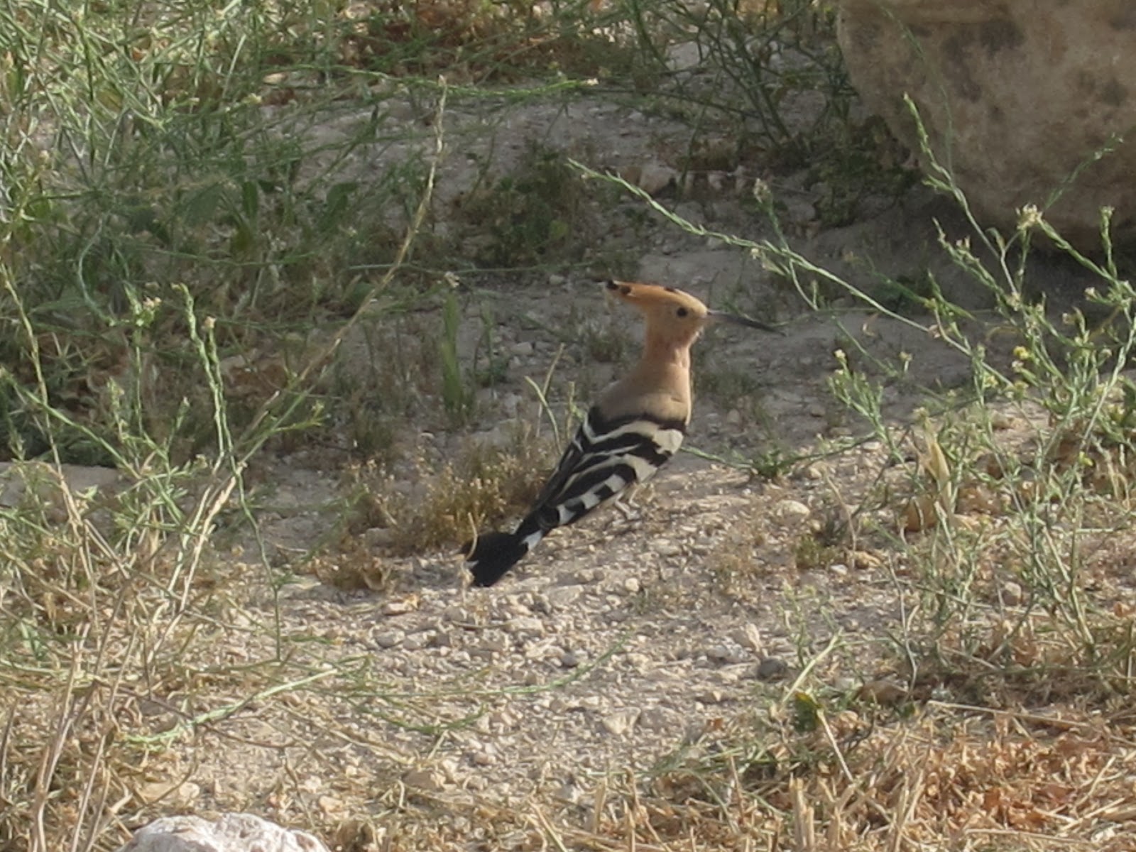 10+ Gambar Burung Hud Hud