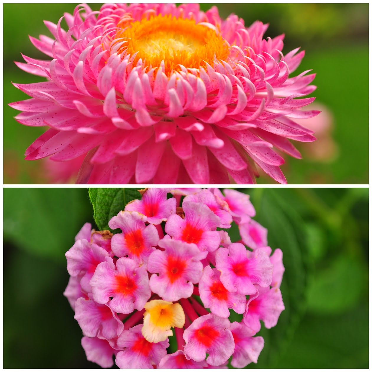 This Randomness: Litratong Pinoy - Kulay Rosas (Pink)