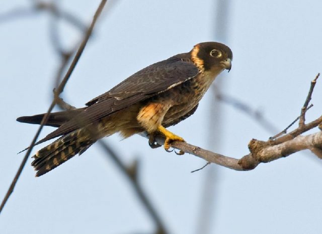 EKOGEO: FALCON (ALAP-ALAP) : JENIS BURUNG PEMANGSA YANG ADA DI INDONESIA