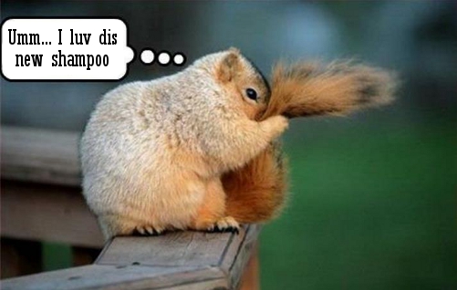 Lexa Cain: Celebrate: Silly Squirrels & Giveaways