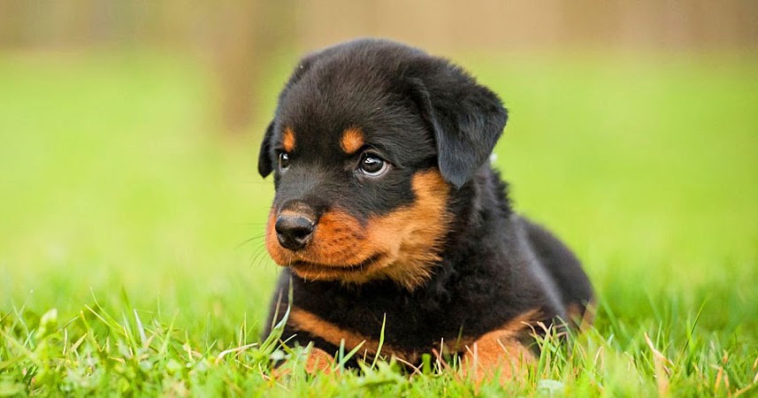 Jual Anjing Ras Manado | 08118759926: Mengenal Berbagai Jenis Anjing Di ...