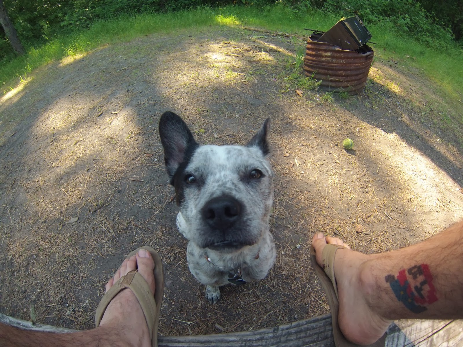 The Adventures of Satchel Pooch and Co.