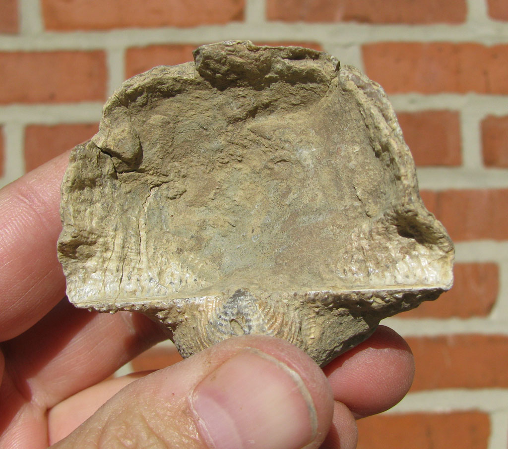 Views of the Mahantango: Linoproductus sp. brachiopod from Texas