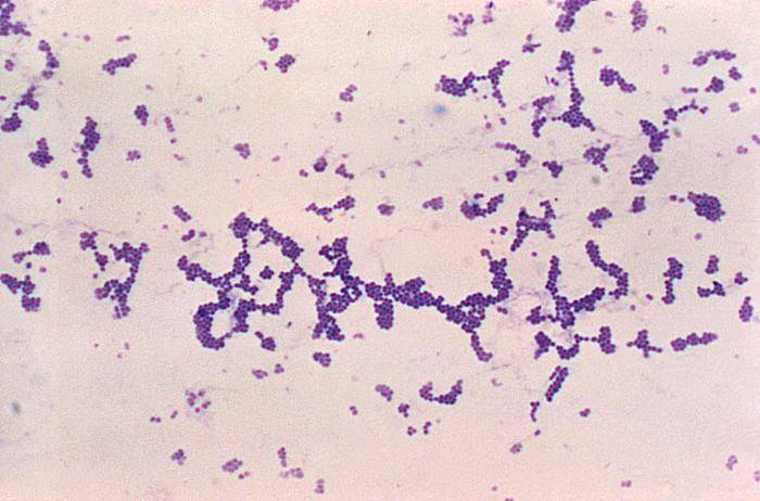 Amazing Microbes: Gram Positive Cocci - Staphylococci