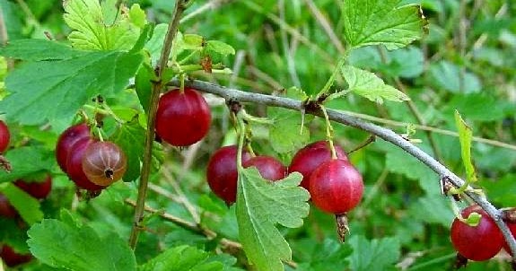 Turismo Abaurrea: Grosellero Alpino