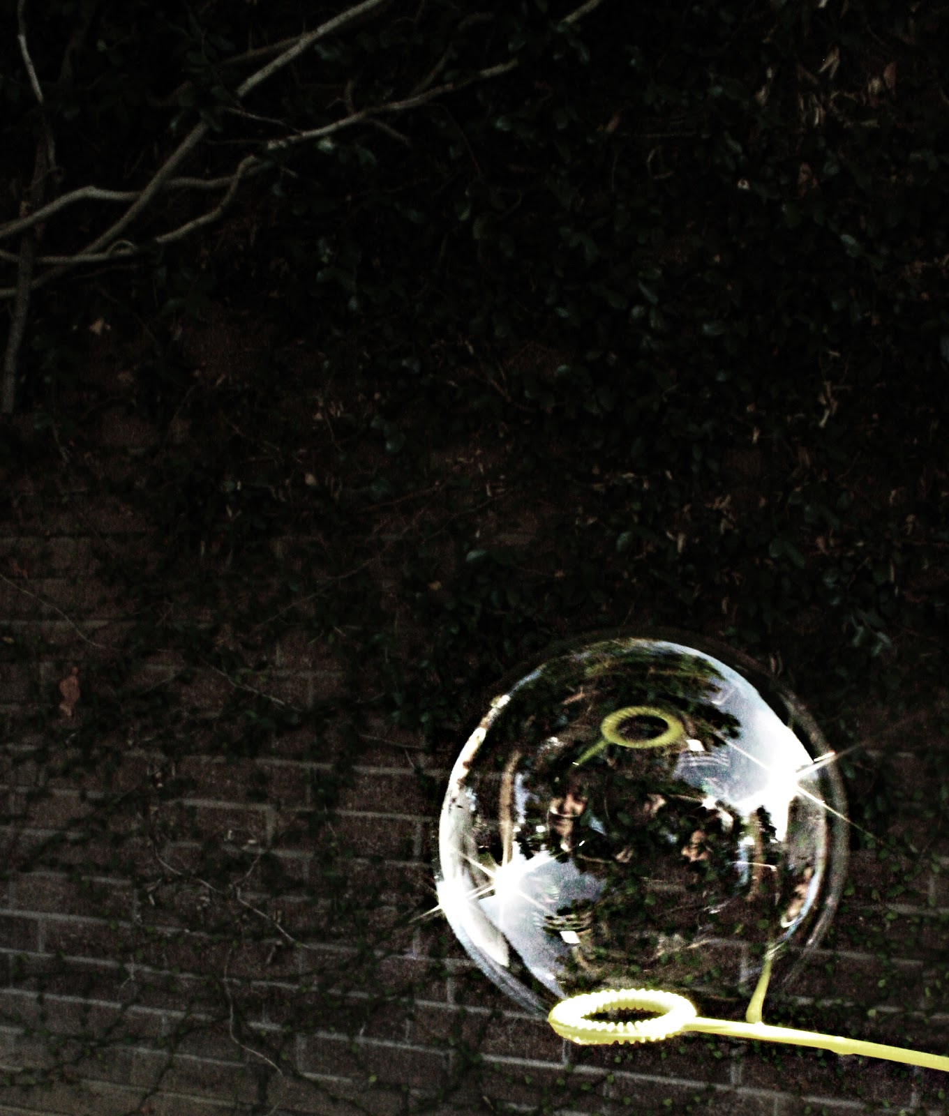 Sierra Elisabeth Photography