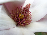 Pollinators: Magnolias and Beetle Pollination