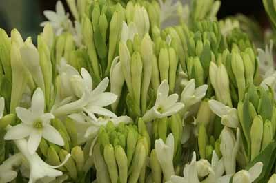 Tuberose Flower