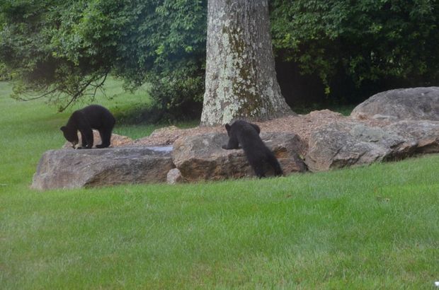 Baby bears play on slide (5 pics) | Amazing Creatures