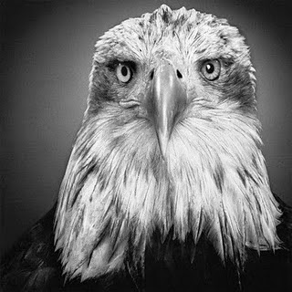 Realistic Animal Drawings: Realistic Birds Drawing Eagle Front