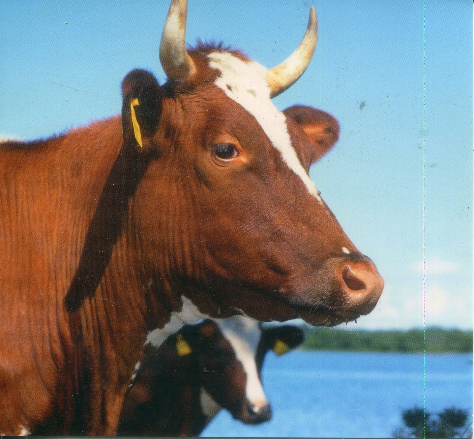 collect ROC: Finland Postcard: Cows