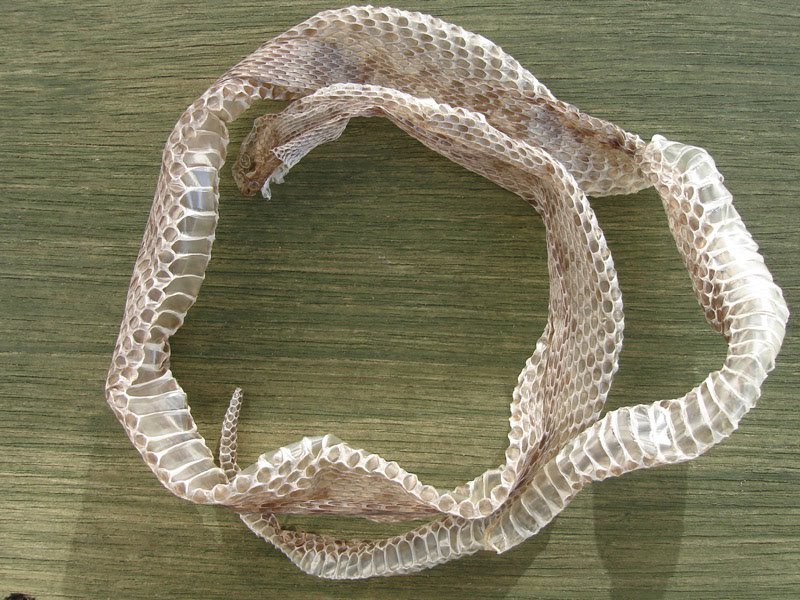 MERSEA WILDLIFE: EARLY GREEN HAIRSTREAK