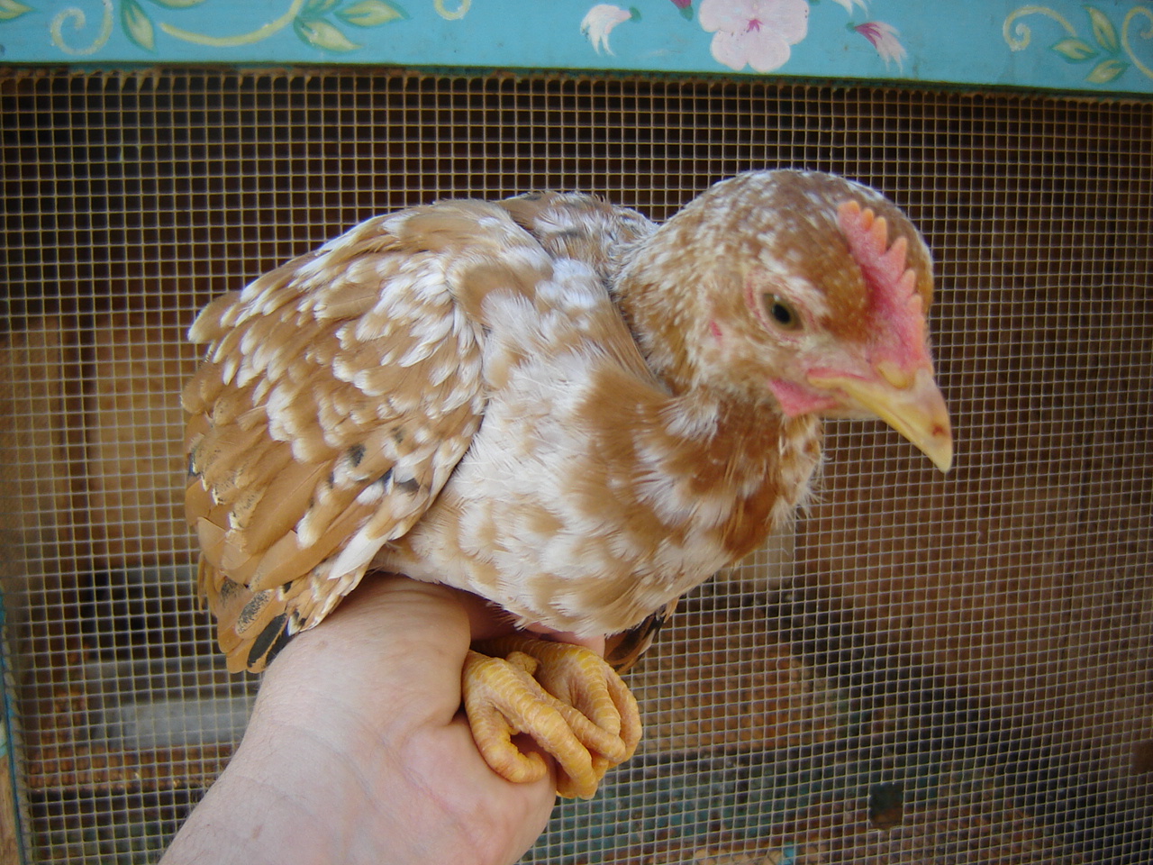 Aloha Chickens: Cheeto's Pack of Chicks!