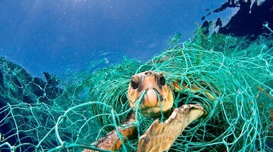 Consecuencias De La Pesca De Arrastre - Pesca Información