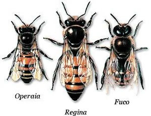 AmicoMario: LO STRAORDINARIO MONDO DELLE API: UN’ORGANIZZAZIONE ...