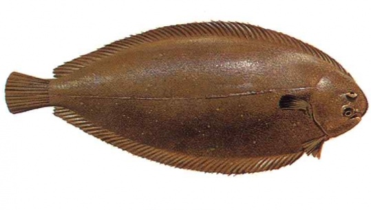 Area de Pesca: Lenguado: Detalles y características