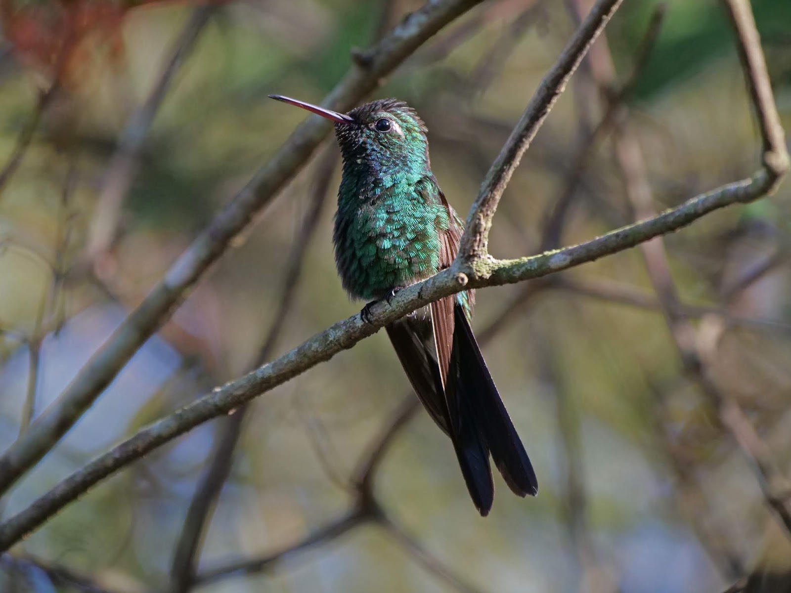 Nature in the Heart of England: Cuba: Bee Hummingbird