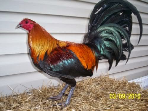 Gallos Y Galleros: Los Brown Red.