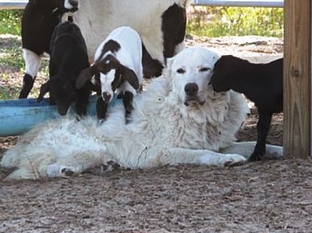 Holes In My Jeans: Great Pyrenees and baby goats