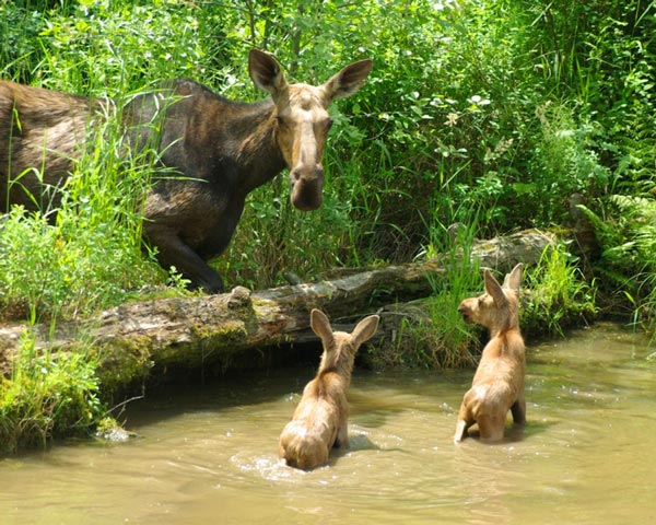 Cold Lake Cathy: Cutest Moose Picture EVER