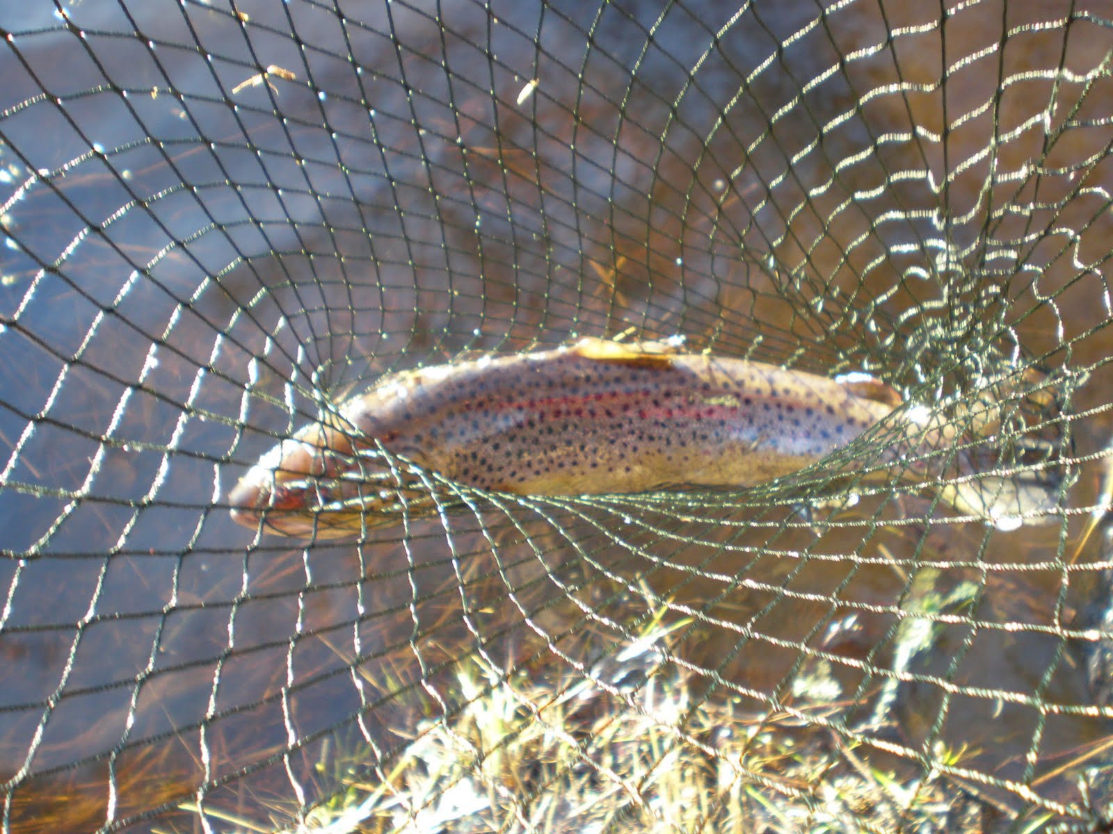Motala Flugfiskare: Vinterfiske